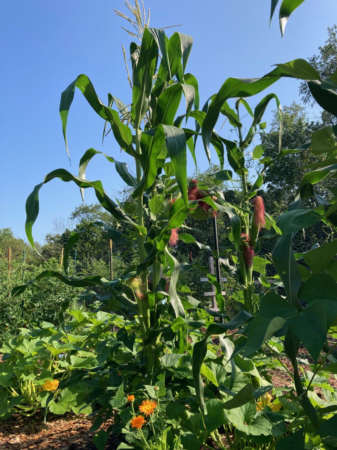 Grow Sisters, Grow – RCE of Somerset County